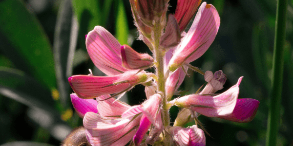 Sainfoin Supreme – Our leading Forage Solution – Heavenly Hay