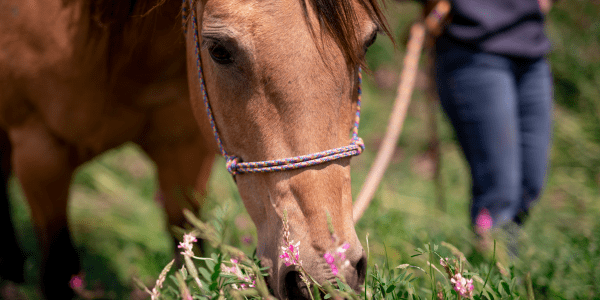 Sainfoin Supreme – Our leading Forage Solution – Heavenly Hay