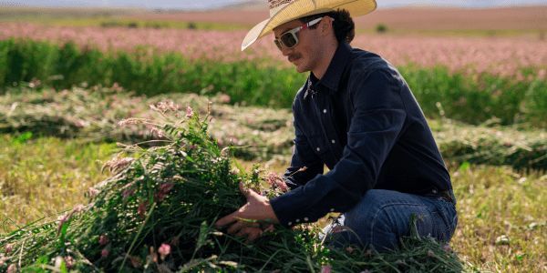 Sainfoin Supreme – Our leading Forage Solution – Heavenly Hay
